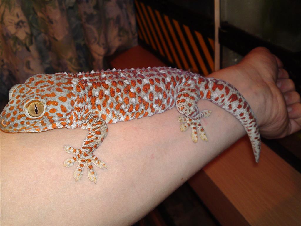 tokay-gecko-weight-reptile-forums